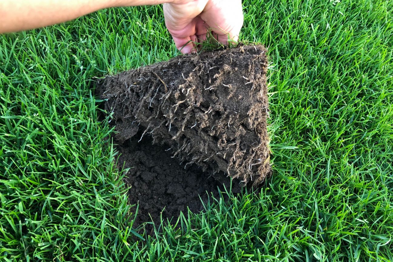 EasyGreen MURUVAIP - Siirdmuru EasyGreen on hoolikalt kasvatatud ...