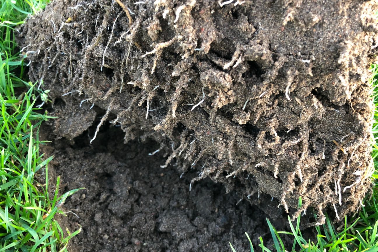 EasyGreen MURUVAIP - Siirdmuru EasyGreen on hoolikalt kasvatatud ...